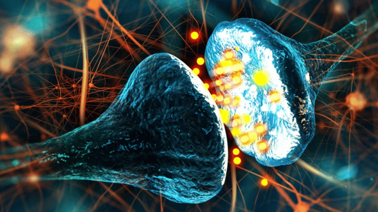 La transmission synaptique